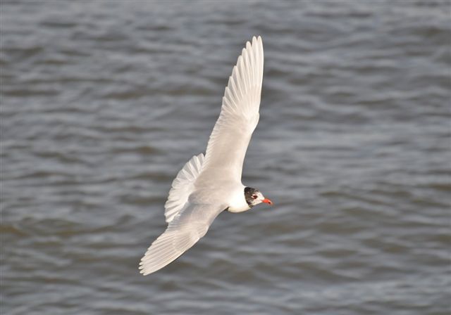 Heysham Bird Observatory: Quiet weather, quiet birds